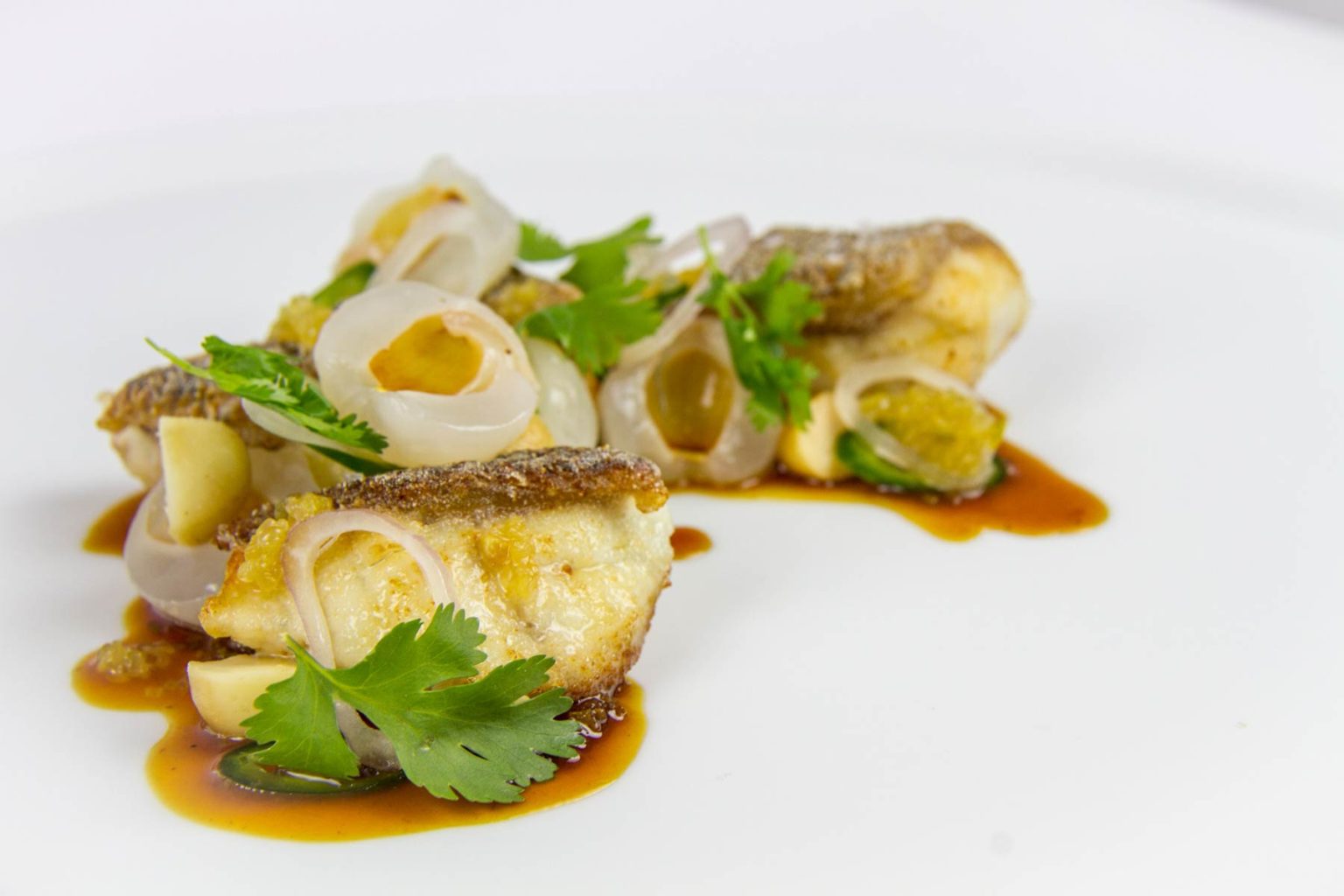 The Company One – Premium grouper fingerlings